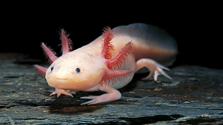 Axolotls' Regenerative Abilities Could Teach Scientists a Thing or Two ...