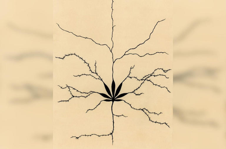 Cannabis Use Disorder May Increase Risk For Certain Psychiatric Illnesses 