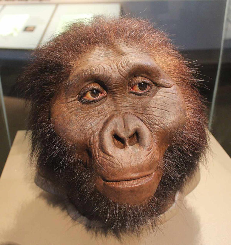 Scientists Determine of Prehistoric Human-Like Ape That Lived in Africa ...