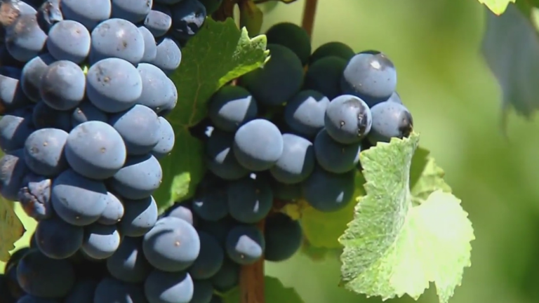 Wine Wednesday: Golden hour viewing & sipping at Soter Vineyards