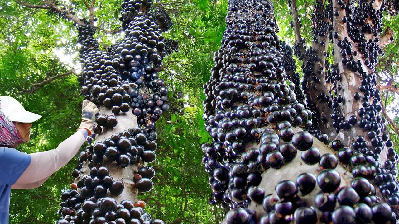 Inside Massive Plantation Harvesting & Processing Rare Jaboticaba Fruits