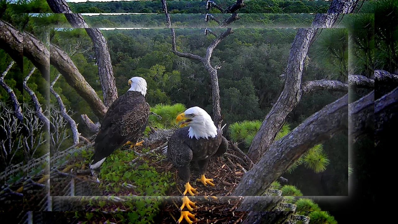 Bald eagle live cam update: What’s next now that eaglets Sunny and Gizmo are leaving the nest?