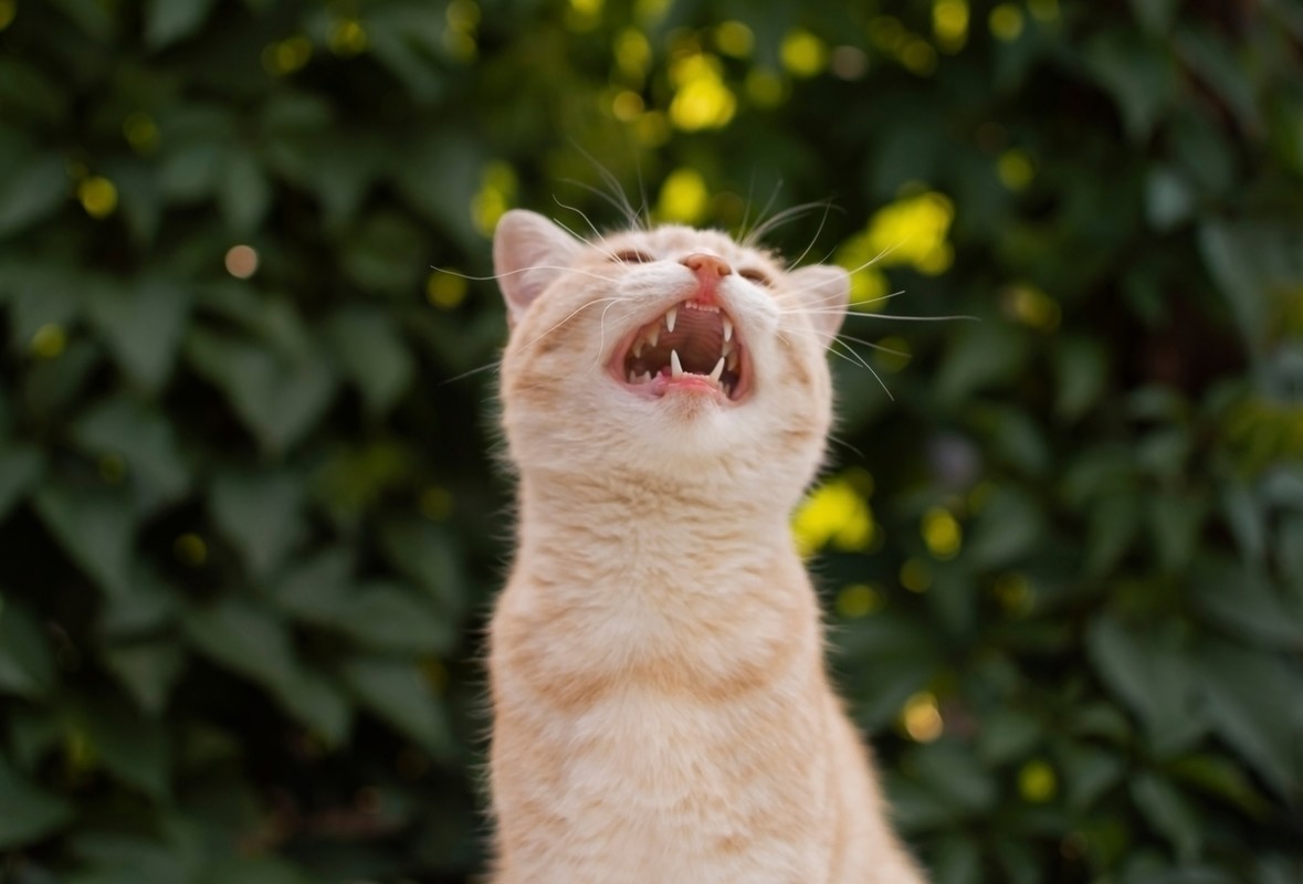 Singing Cat Doing Her 'Vocal Warm-Ups' Is Totally Ready for the Stage