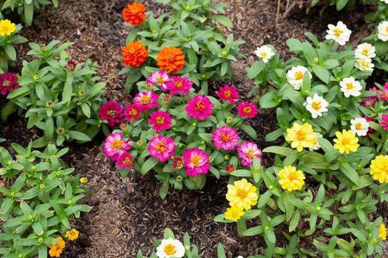 Seven flowers that will grow almost anywhere for a garden bursting with ...