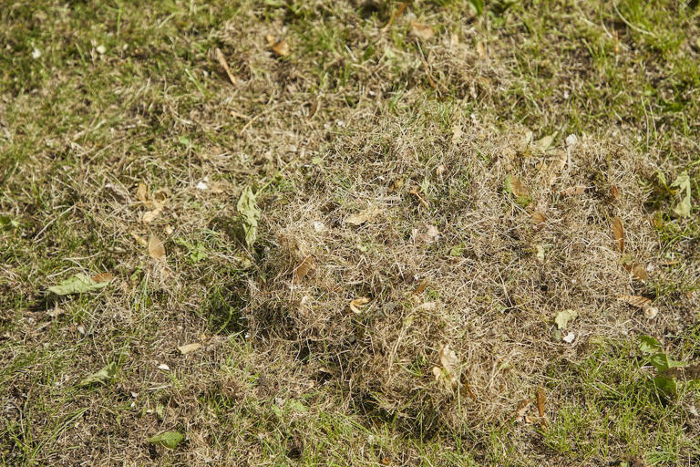 10 Things to Know Before Dethatching a Lawn