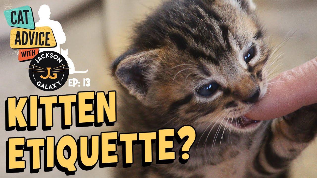 Stop Kitten Biting Now!