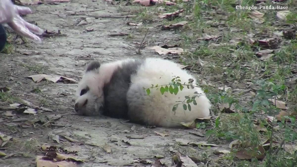 As adoráveis imagens de Cheng Shi, o panda 'dorminhoco' que não acorda ...