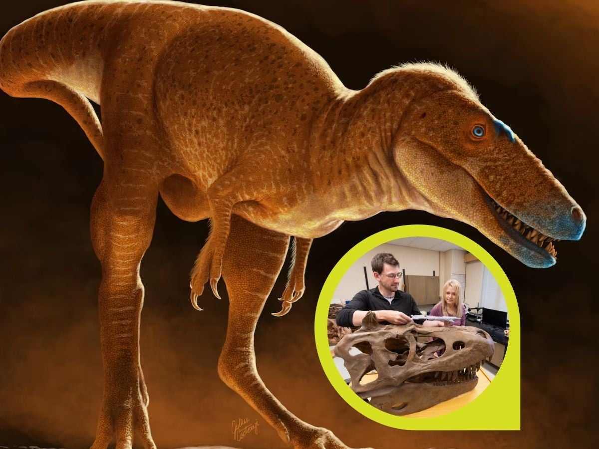 Hallan 'eslabón perdido' en evolución del Tiranosaurio Rex