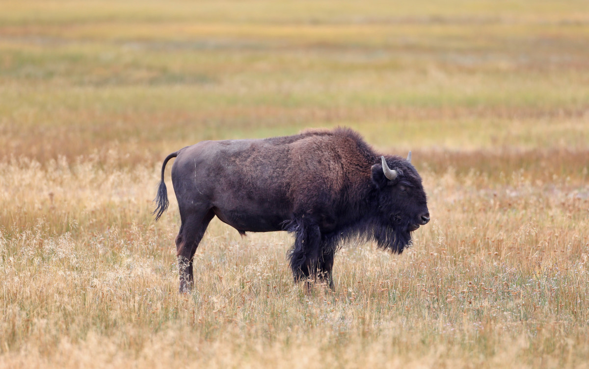 Tourist Suffers Gruesome Injury at Yellowstone National Park