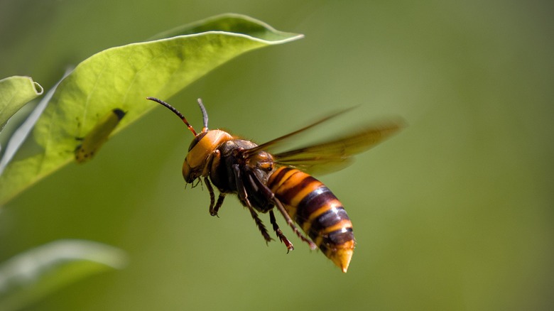 9 Types Of Stinging Pests You Might Commonly See In The Garden