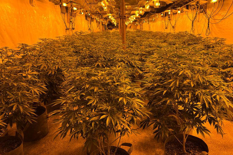 Underground Lurgan cannabis farm 'most sophisticated ever encountered'