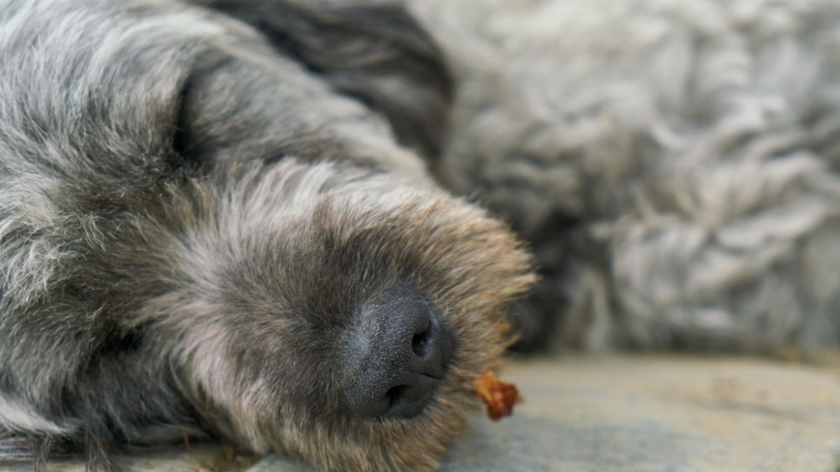 The 8 commandments of canine care: Experts reveal