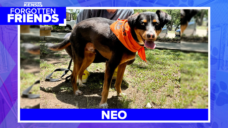 Loveable dog named Neo facing long recovery from major surgery ...