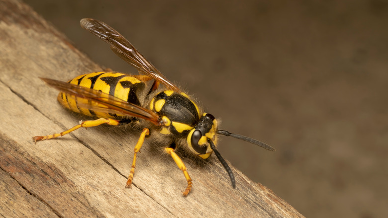 9 Types Of Stinging Pests You Might Commonly See In The Garden