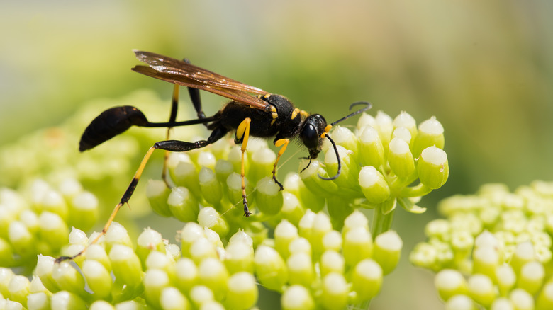 9 Types Of Stinging Pests You Might Commonly See In The Garden