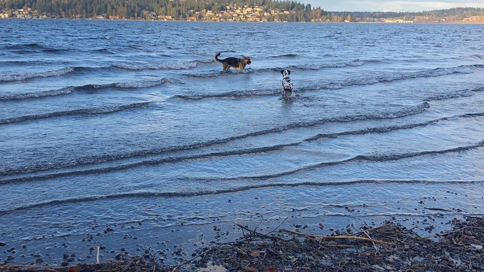 People, pets warned to stay away from bacteria-infested waters at ...