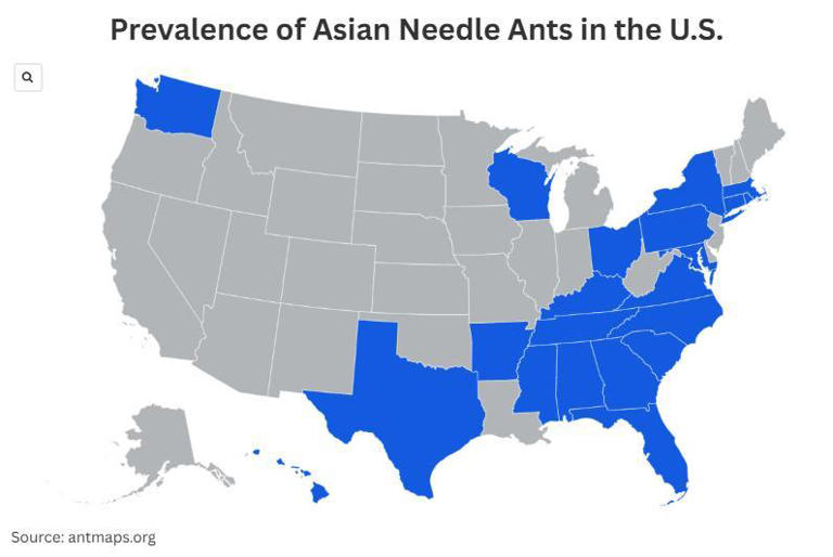 Map shows states invaded by ants that can cause life-threatening reaction
