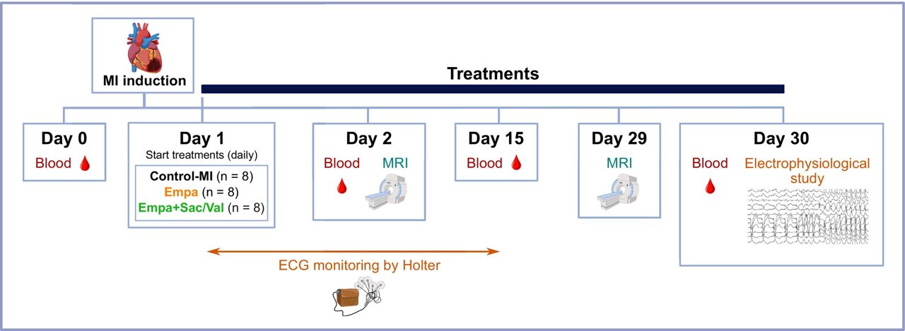 Drug combination shows promise for early treatment after myocardial ...