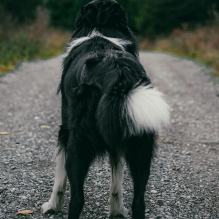 6 most common mistakes dog owners make