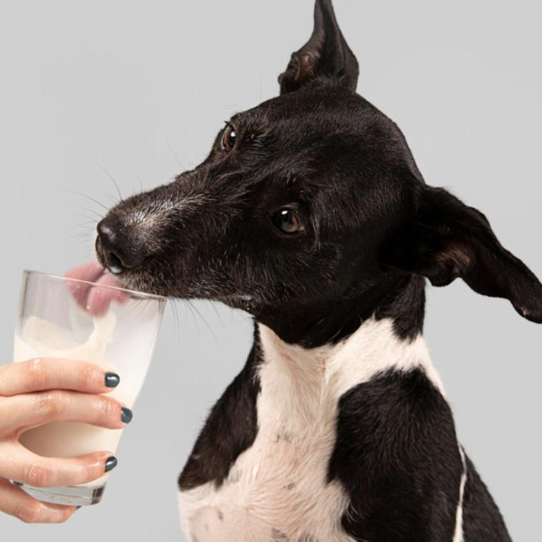 6 most common mistakes dog owners make