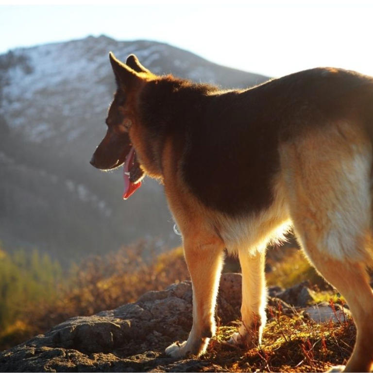 6 most common mistakes dog owners make