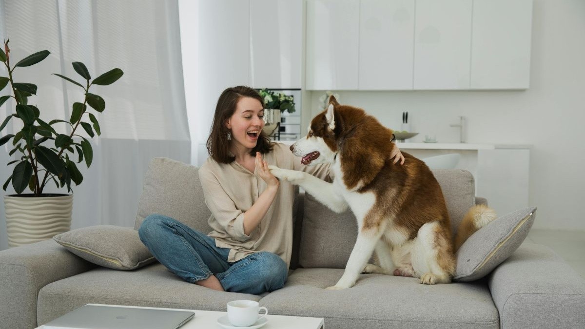 10 benefits of having a dog at home, it will not only brighten your life