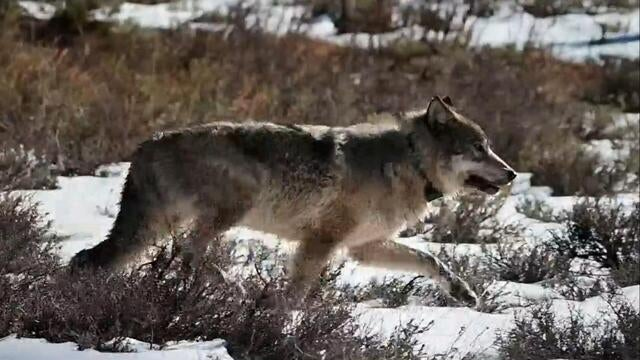 California ranchers say protected wolves are killing their livestock