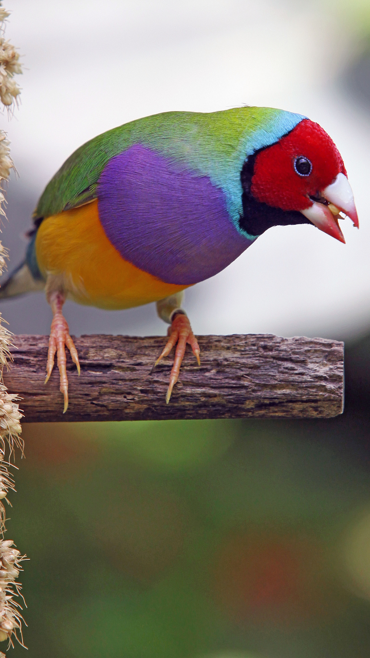 8 most colorful birds to spot in these national parks