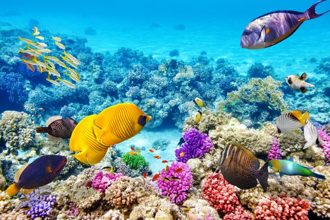 12 of the Most Beautiful Underwater Ocean Sights in the World