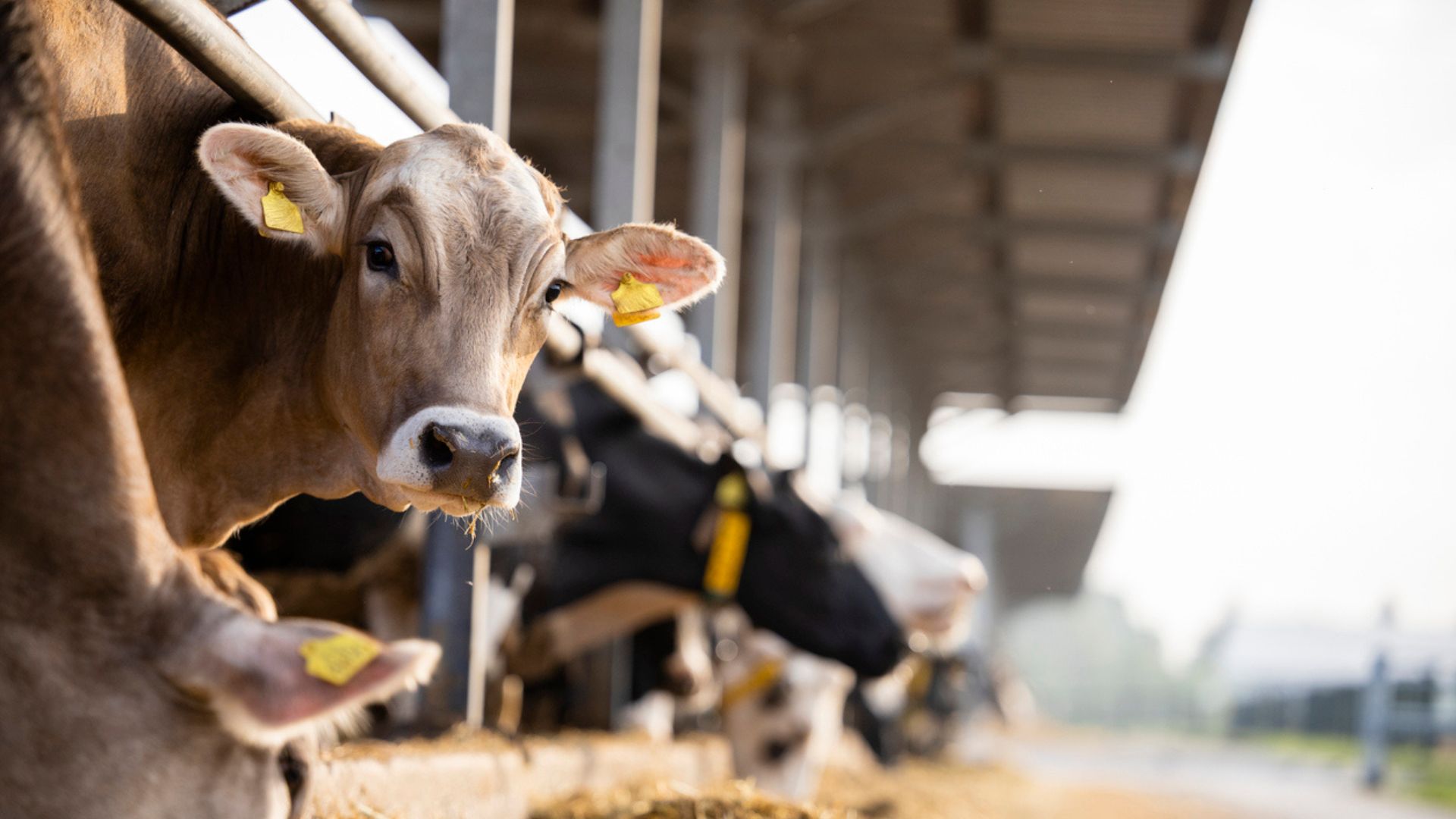 California dairy digesters slash methane emissions by 80% in major ...