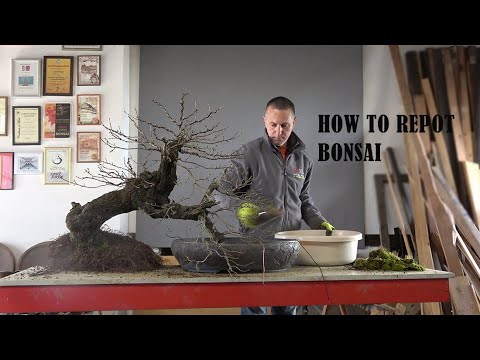 How to Repot Bonsai