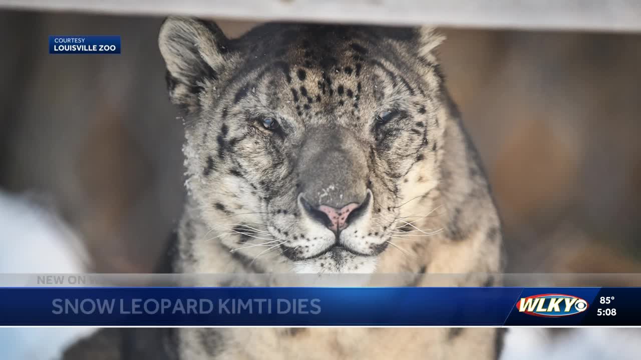 Louisville Zoo's snow leopard Kimti