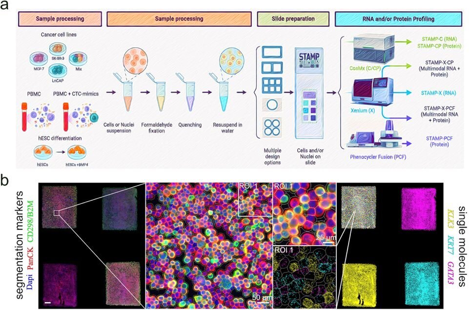 Imaging-based STAMP technique democratizes single-cell RNA research