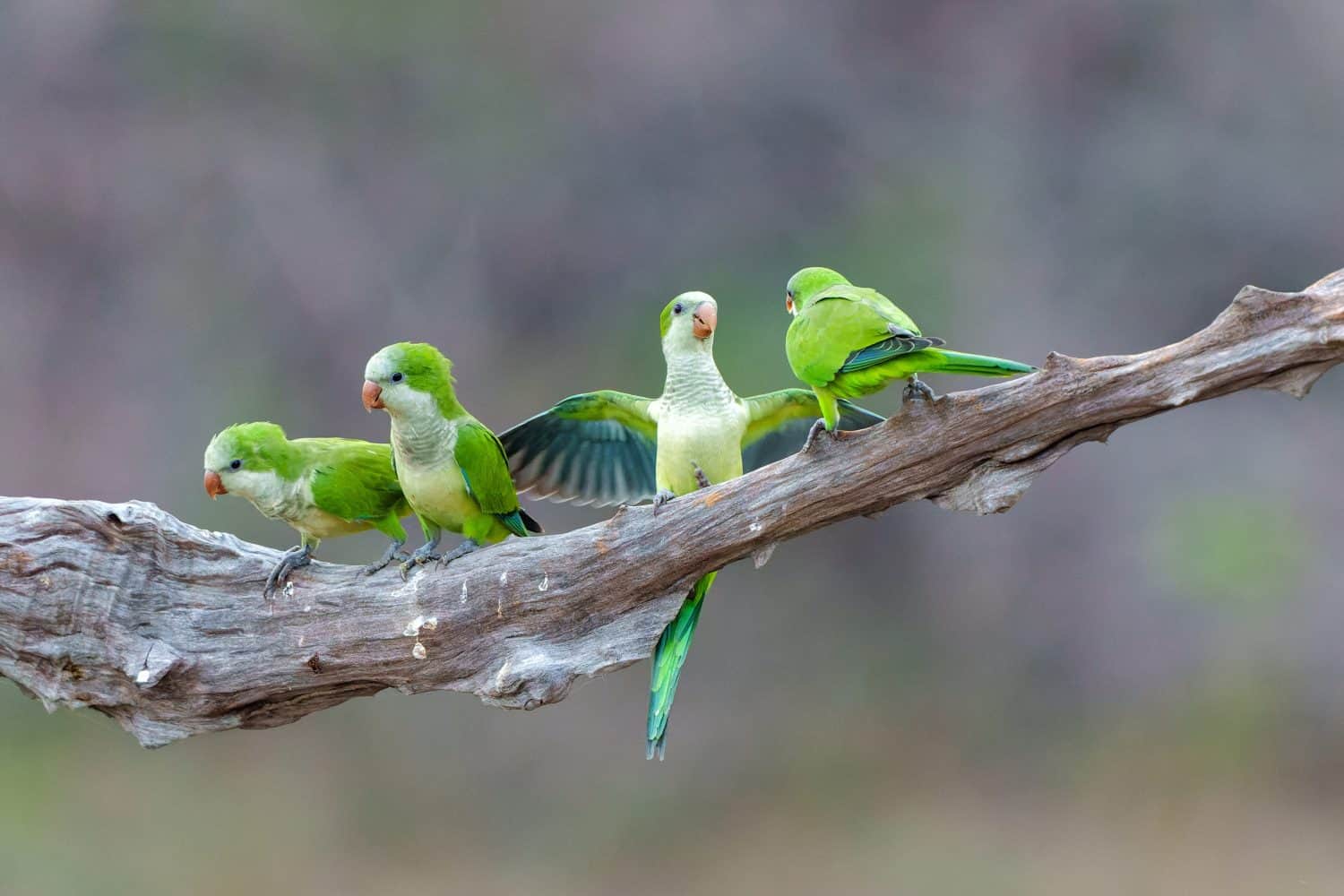 Parakeet Lifespan: How Long Do Parakeets Live?