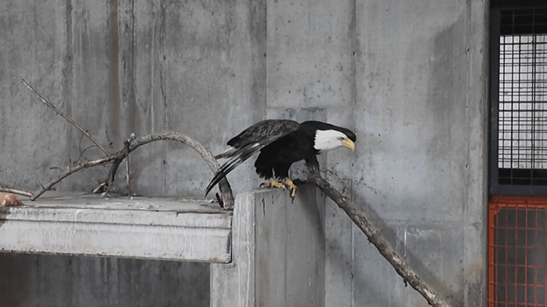 Local wildlife sanctuary building new space for injured bald eagle, raptors