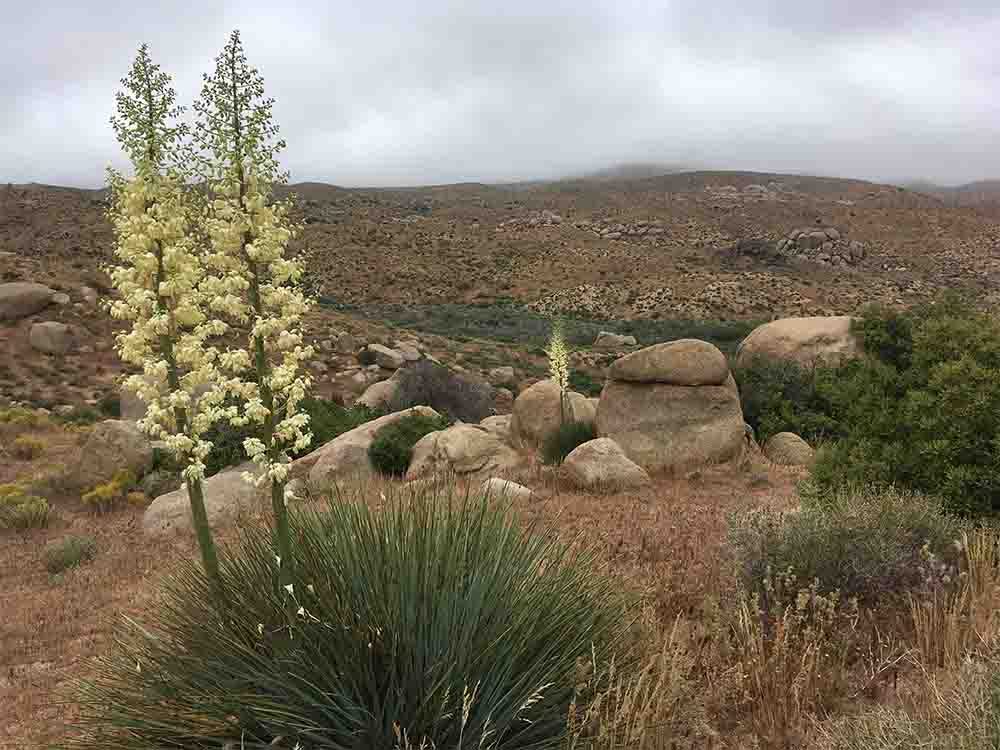 Ranch Fire impacts protected wildlife habitat near Apple Valley