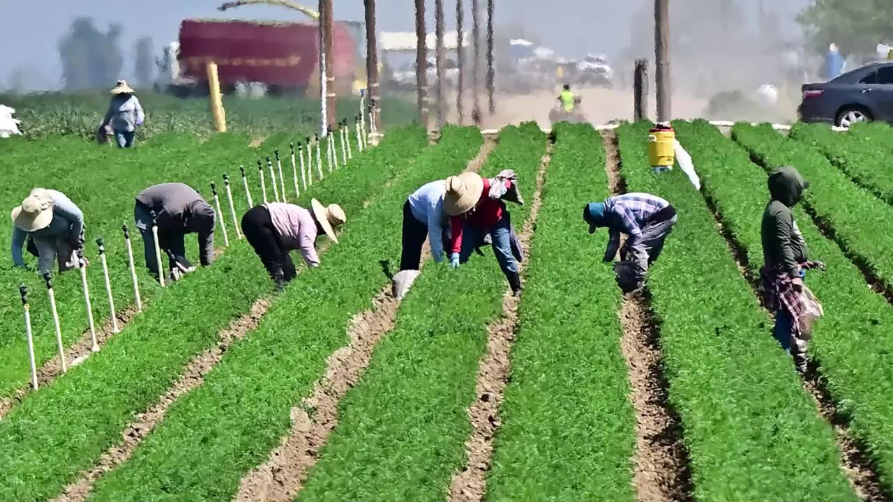ICE and Border Patrol Raid Ventura County Farms, Sparking Fear Among ...