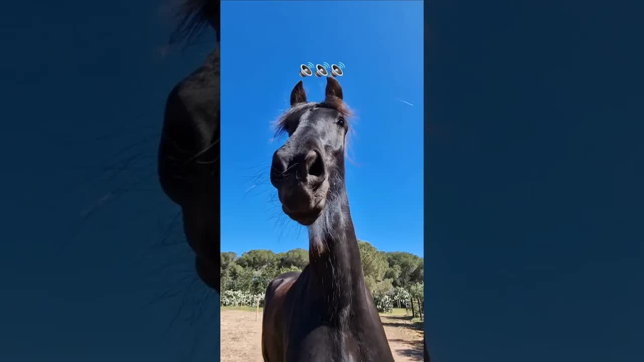 streamhorse: friesian mare making unique horse sounds