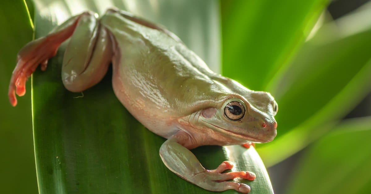 What Do Green Tree Frogs Eat?