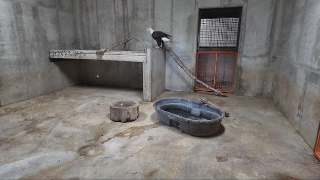 Local wildlife sanctuary building new space for injured bald eagle, raptors