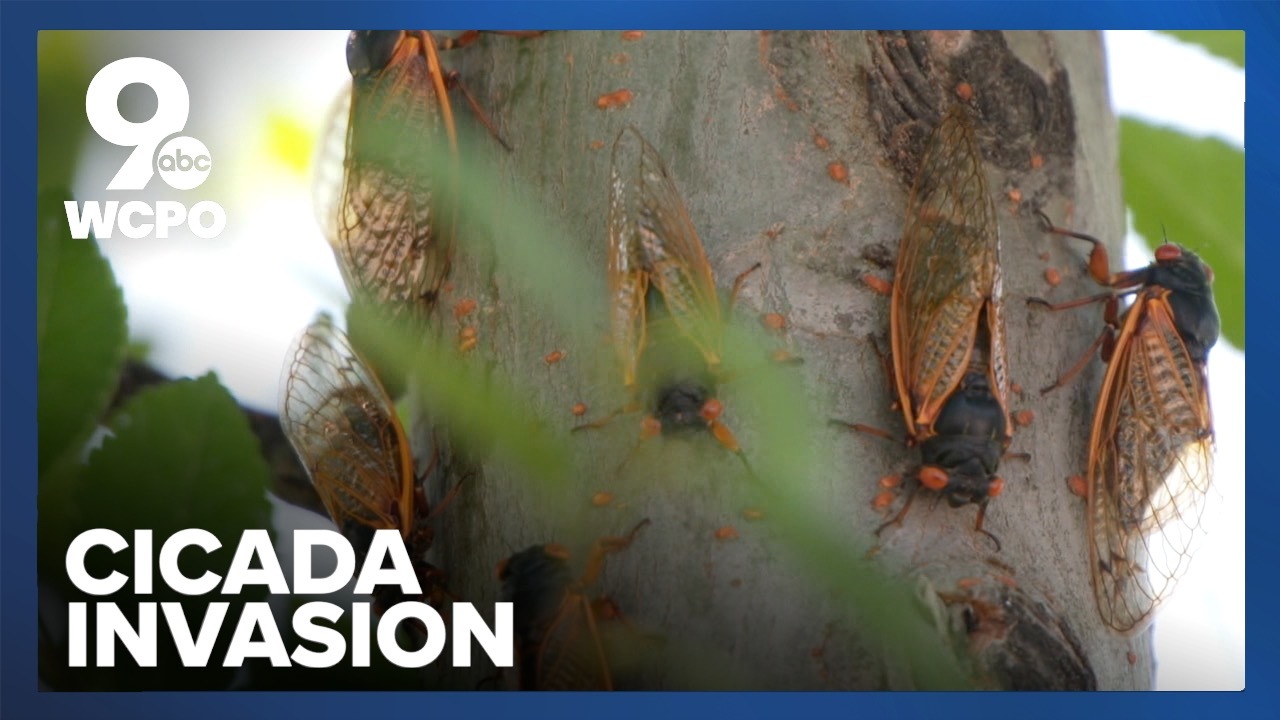 Cicada brood invades Kings Island, southwest Ohio