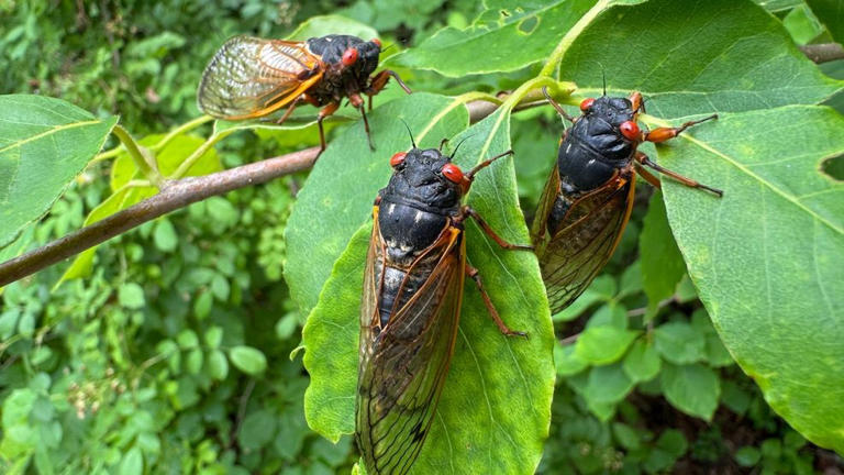 Parts of Perry County see gigantic emergence of 17-year cicadas