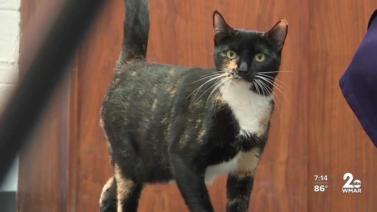 Pets on Set: Feline Rescue Association