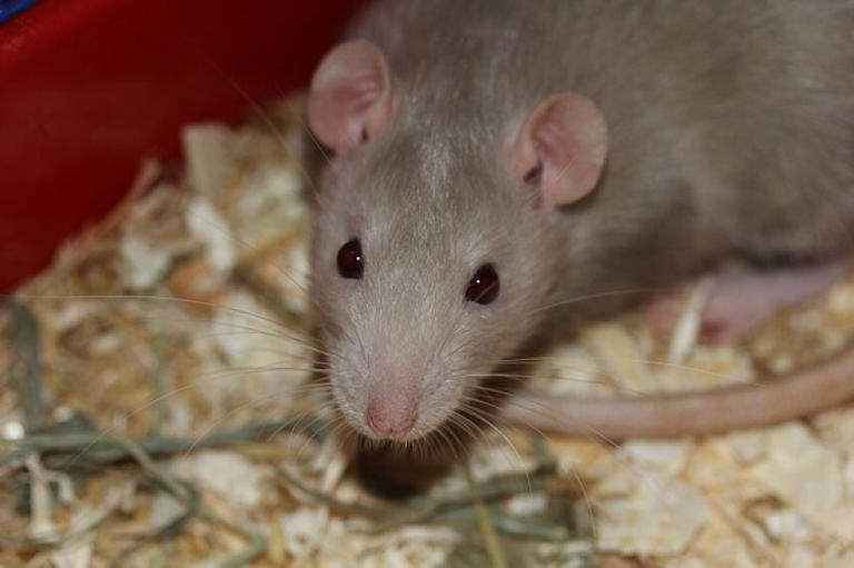 ¿Qué significa soñar con ratas? Interpretaciones y señales que debes ...