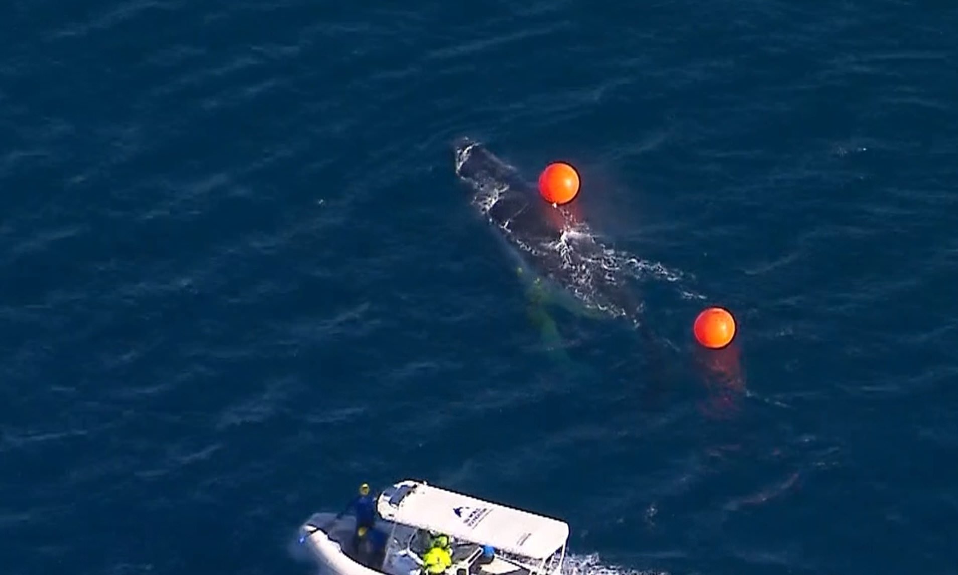 Urgent rescue mission underway to free a whale trapped in a shark net ...