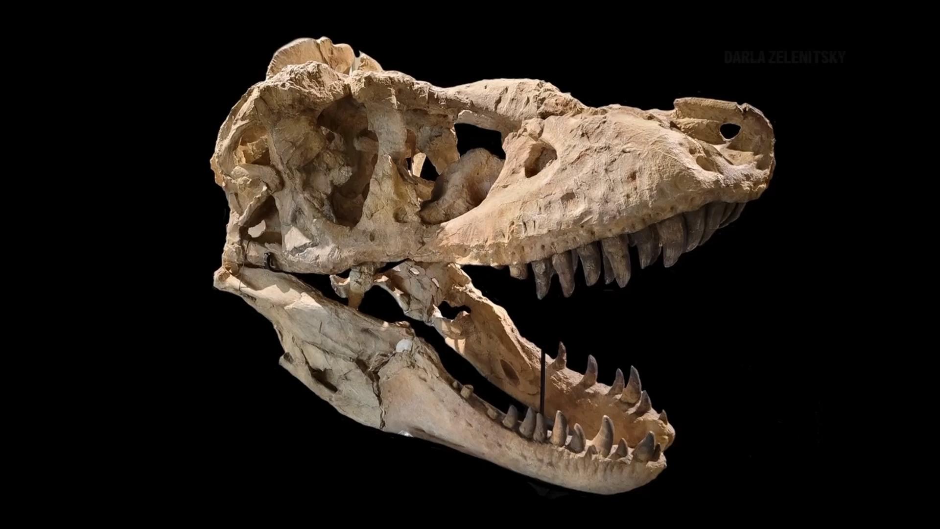 A new ancestor of T-Rex discovered in Mongolia