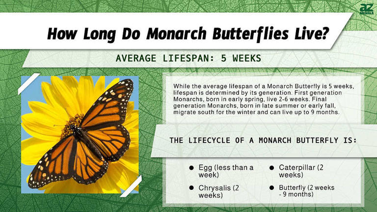 Monarch Butterfly Lifespan: How Long Do Monarch Butterflies Live?