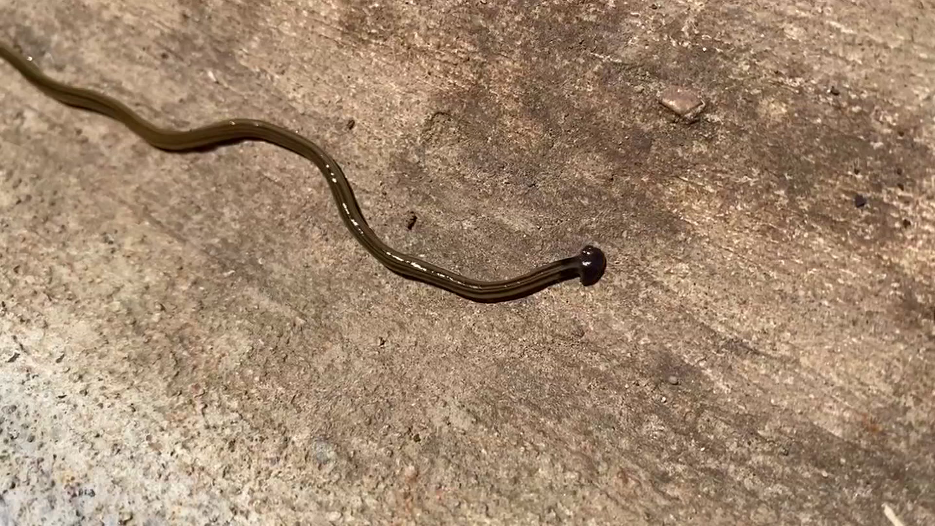 Toxic, invasive hammerhead worms spotted in DFW. Here's what to do if ...