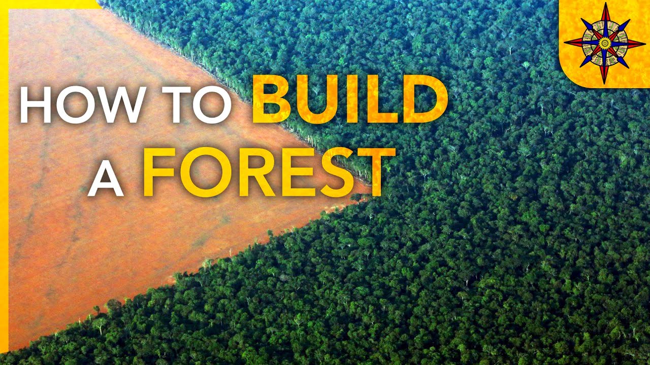 Can You Grow a Forest From Scratch? Here’s How