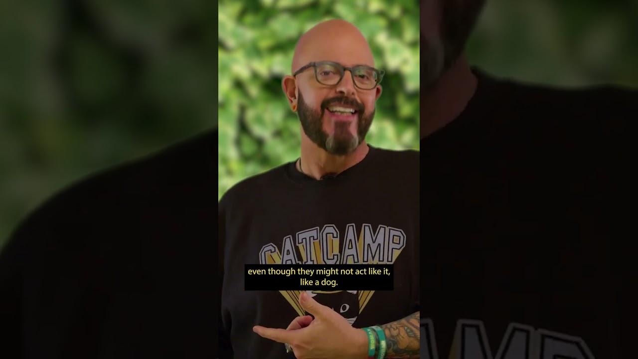 Don't Do This If You Leave Your Cat Alone For Long Hours! #shorts